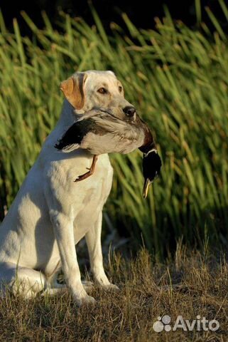 Лобрадора в дар
