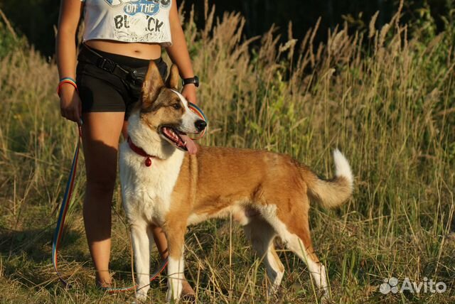 Редкой красоты крупный метис овчарки, в дар