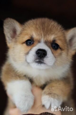 Вельш корги пемброк мальчик натуральный бобтейл