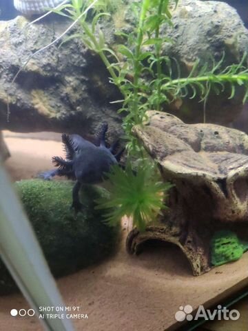 Аксолотль черный