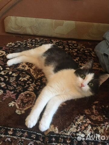 Чудесная кошечка Лея