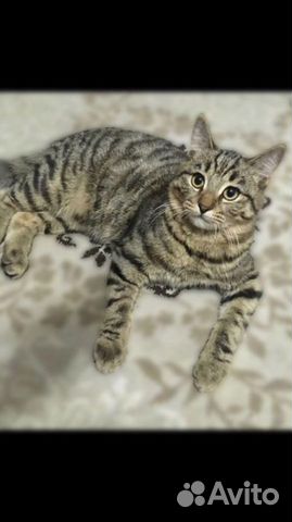 Кот