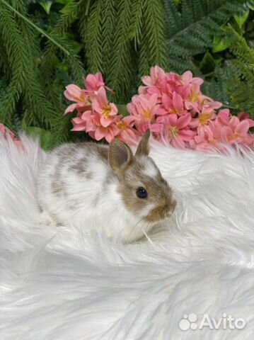 Милый кролик ручной