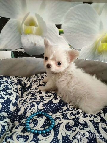 Мальчик чихуахуа