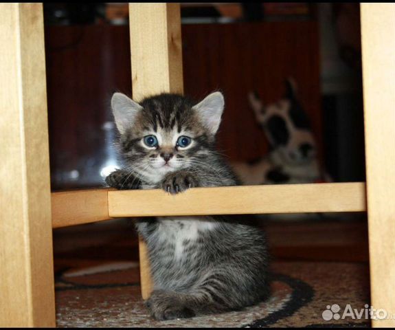 Котята полубританцы