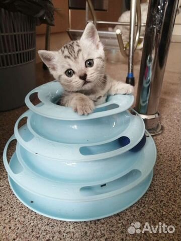 Британский котенок девочка