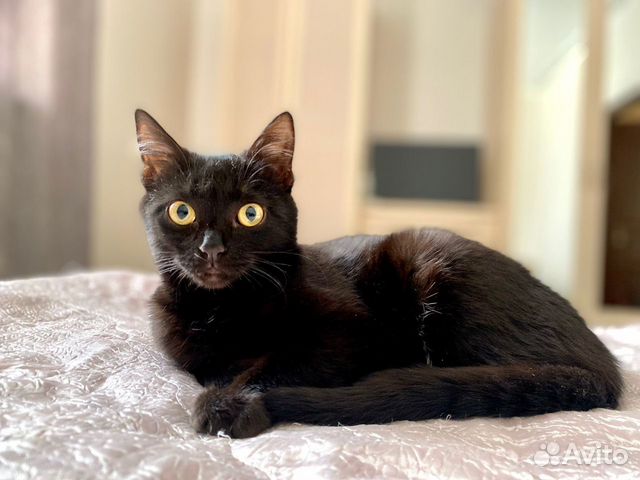 Кошка Наоми в добрые руки