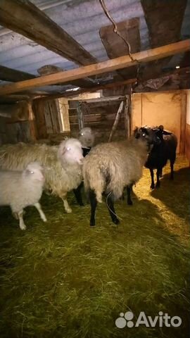 Овцы ягнята