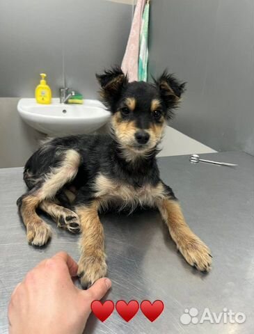 Вот такое лохматое чудо ищет дом. Мамапапа ау