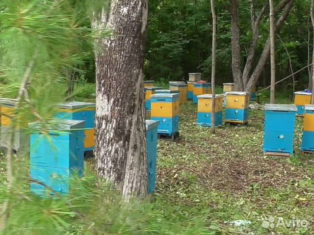 Продам пчелосемьи