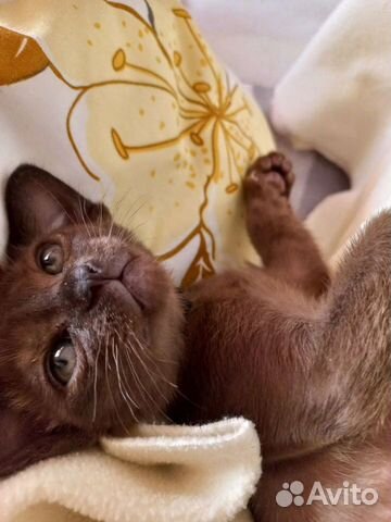 Бурманский котенок