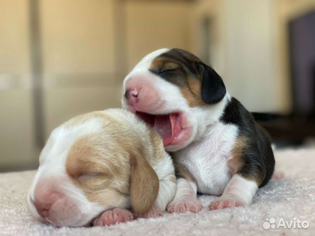 Собаки щенки бигль