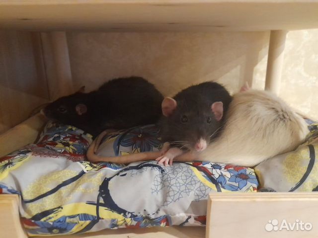 Декоративные крысы в добрые руки