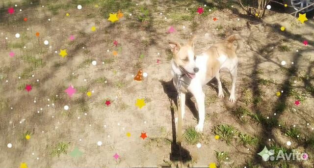 Малорослая собачка в добрые руки