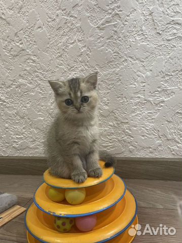 Продаются маленькие британцы почти 2 мес