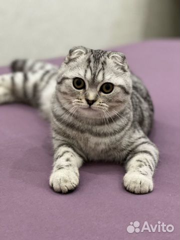 Кошка на вязку шотланка