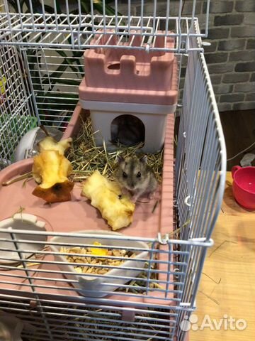 Джунгарский хомяк