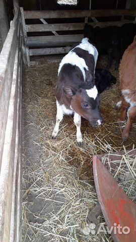 Телки голштинской породы