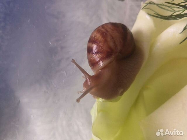 Улитки Ахитины