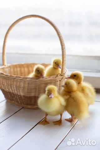 Подрощенные утята белой утки 7 штук