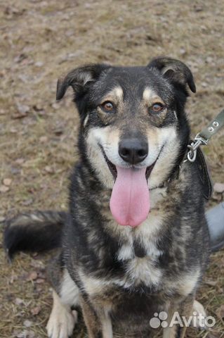 Собаки в дар бесплатно