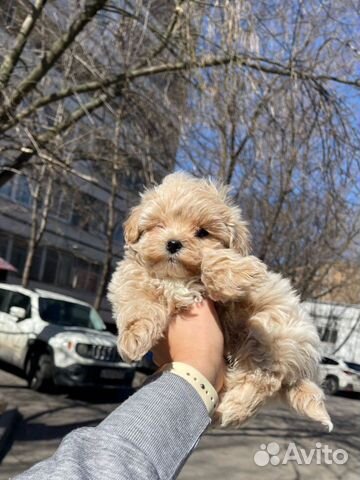 Мальтипу микро мальчик