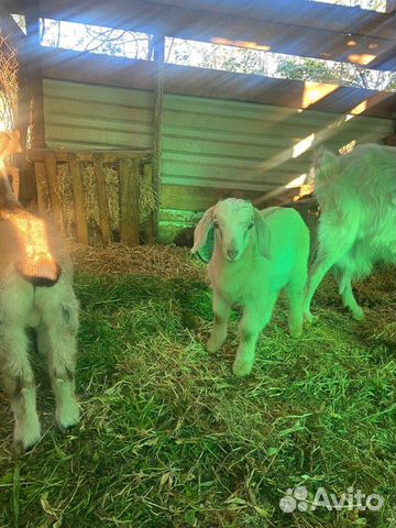 Нубийские козлята