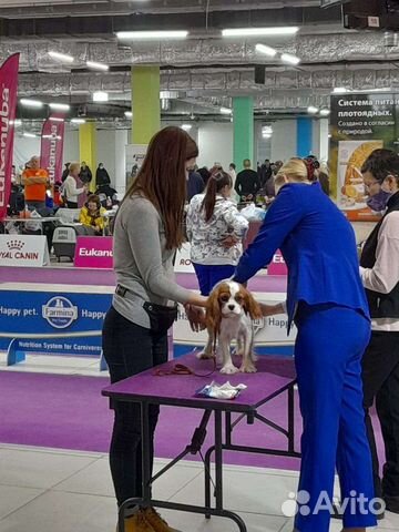 Кавалер Кинг чарльз спаниель девочка 1.5 г Юный Ч