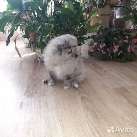 Собака