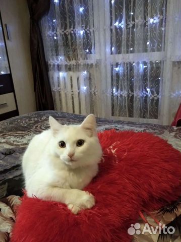 Безпородистая