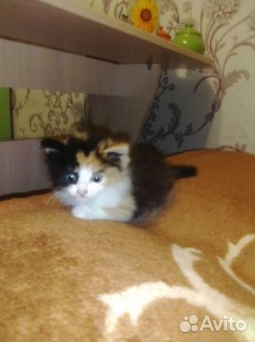 Котята отдам в добрые руки бесплатно