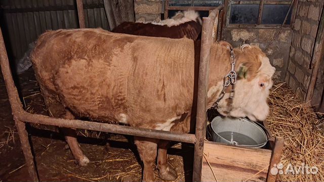 Быки на мясо живым весом