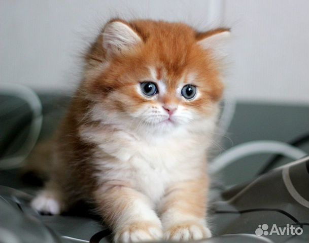 Кукла Тирамису, длинношерстная окрас ny11