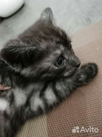 Кошечка в добрые руки