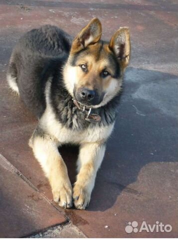 Грэта, 7 месяцев, восточноевропейская овчарка