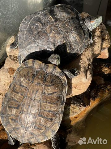 Краснокхие черепашки большие