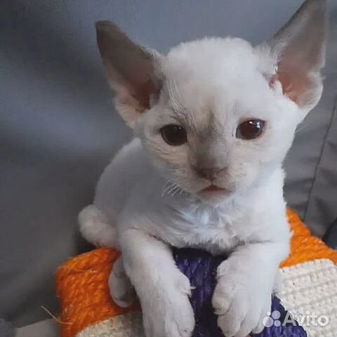 Котята девон-рекс
