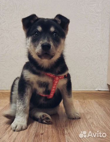 Собака