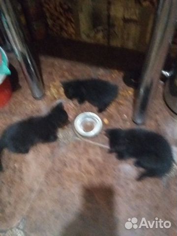 Черные котята 3