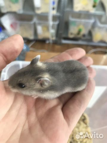 Джунгарский хомяк