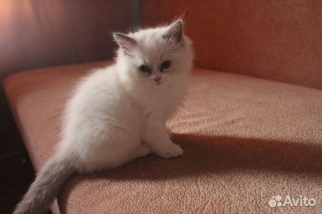 Кошечка породы Ragdoll