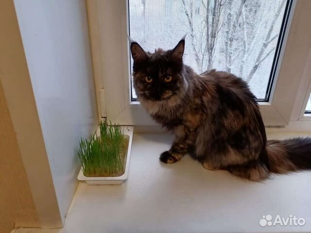Кошка