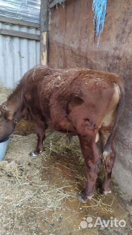 Бык и телка