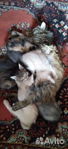 Котята полубобики