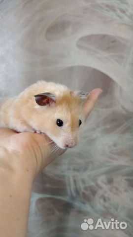 Сирийский хомяк с клеткой