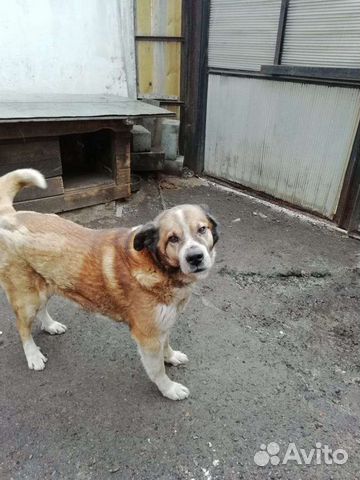 Кавказская овчарка на охрану