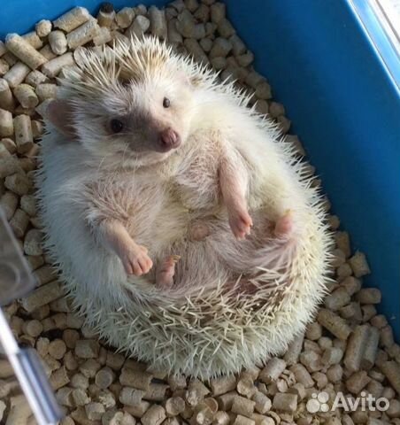 Ёжик альбинос карликовый