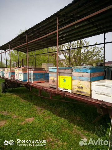 Пчелопакеты пчелы