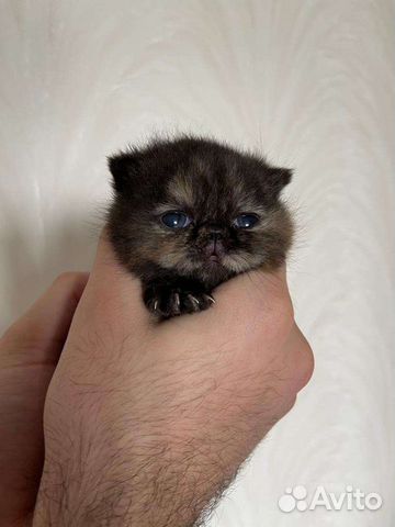 Котенок "Моня" Экзотическая короткошёрстная