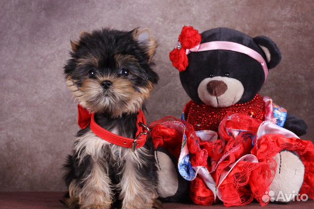 Йорк мини красотка Жасмин РКФ